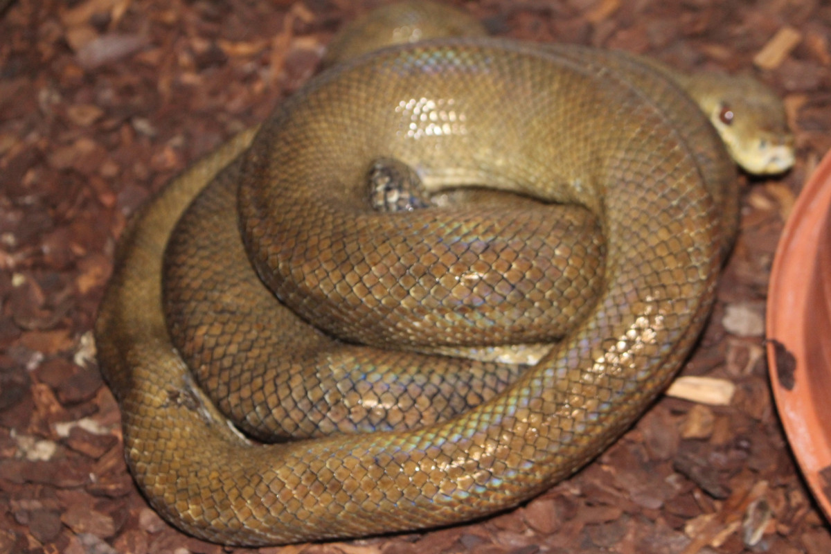Pythons und Boas - Corallus ruschenbergeri
