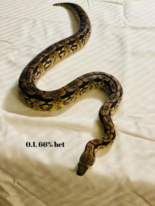 Pythons und Boas - Acrantophis dumerili